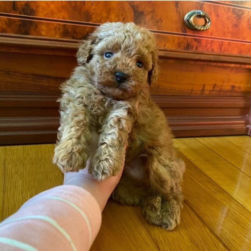 Щенок тойчик