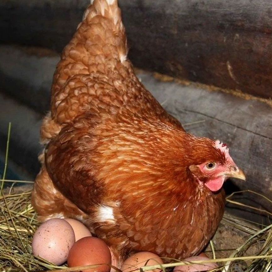 Куры несушки с доставкой