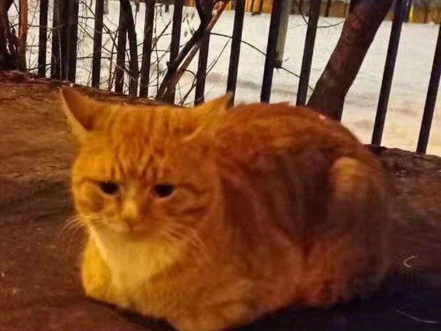 Очень добрый,ласковый рыжик на улице,нужен дом