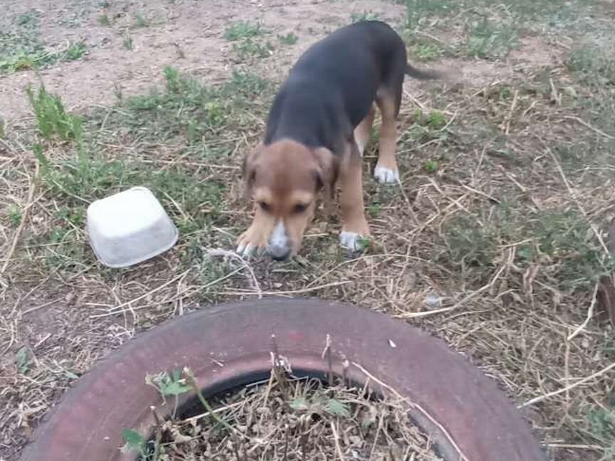 Щенки русской гончей