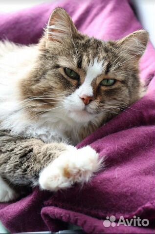 Красотка приюта ищет дом