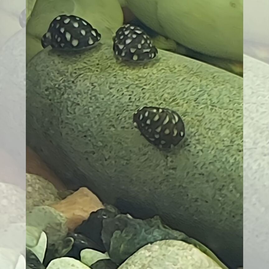 Теодоксус улитка