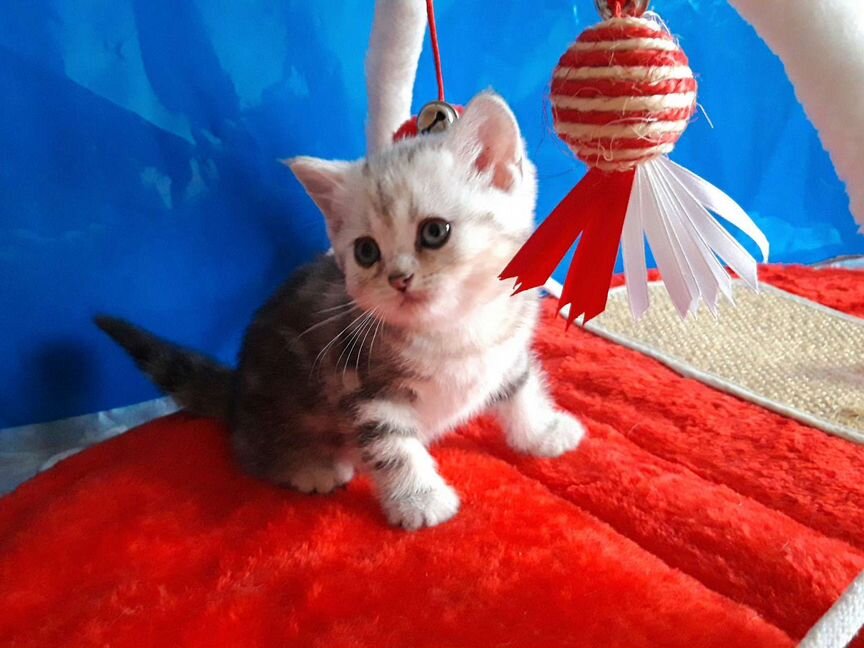 Девочка мраморная вискас