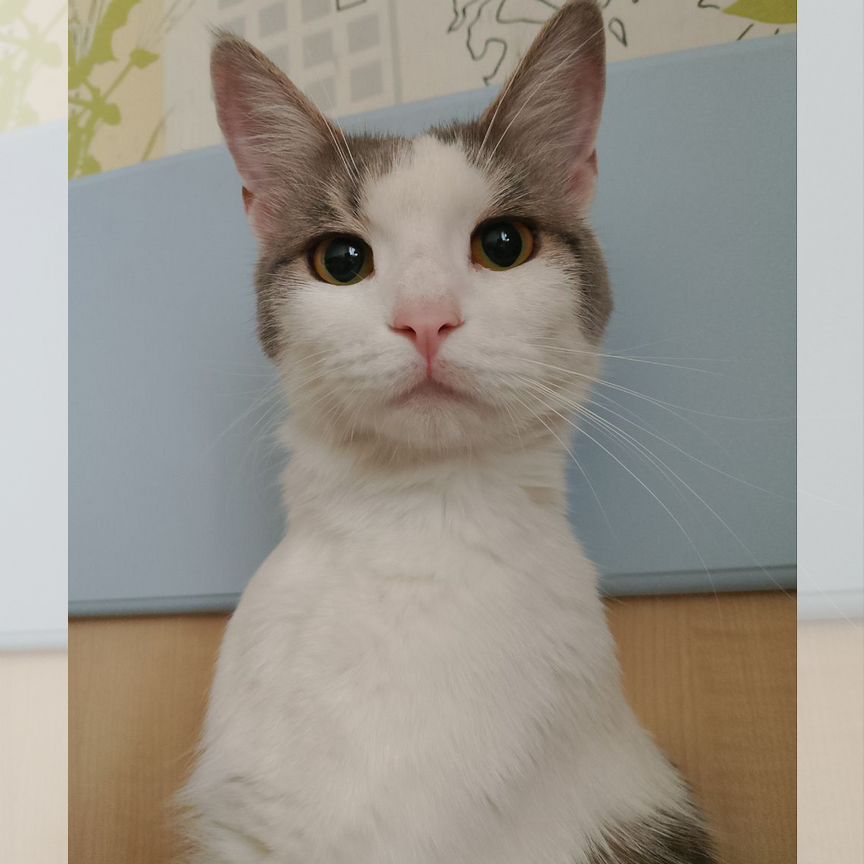 Взрослая кошка в добрые руки