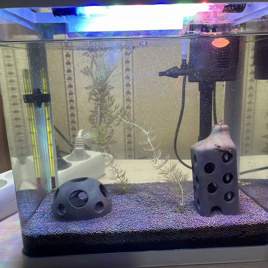 Аквариум с креветками