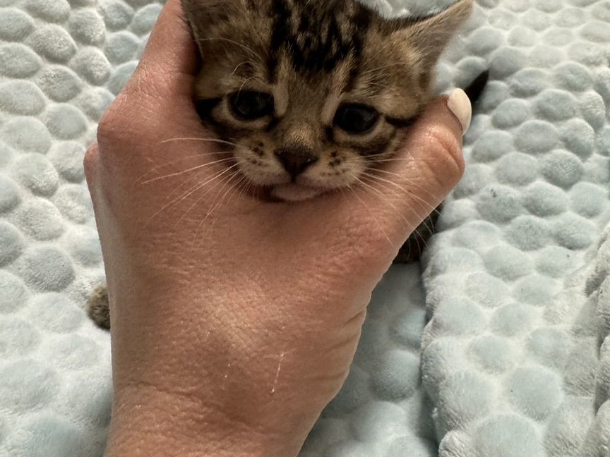 Бенгальские котята