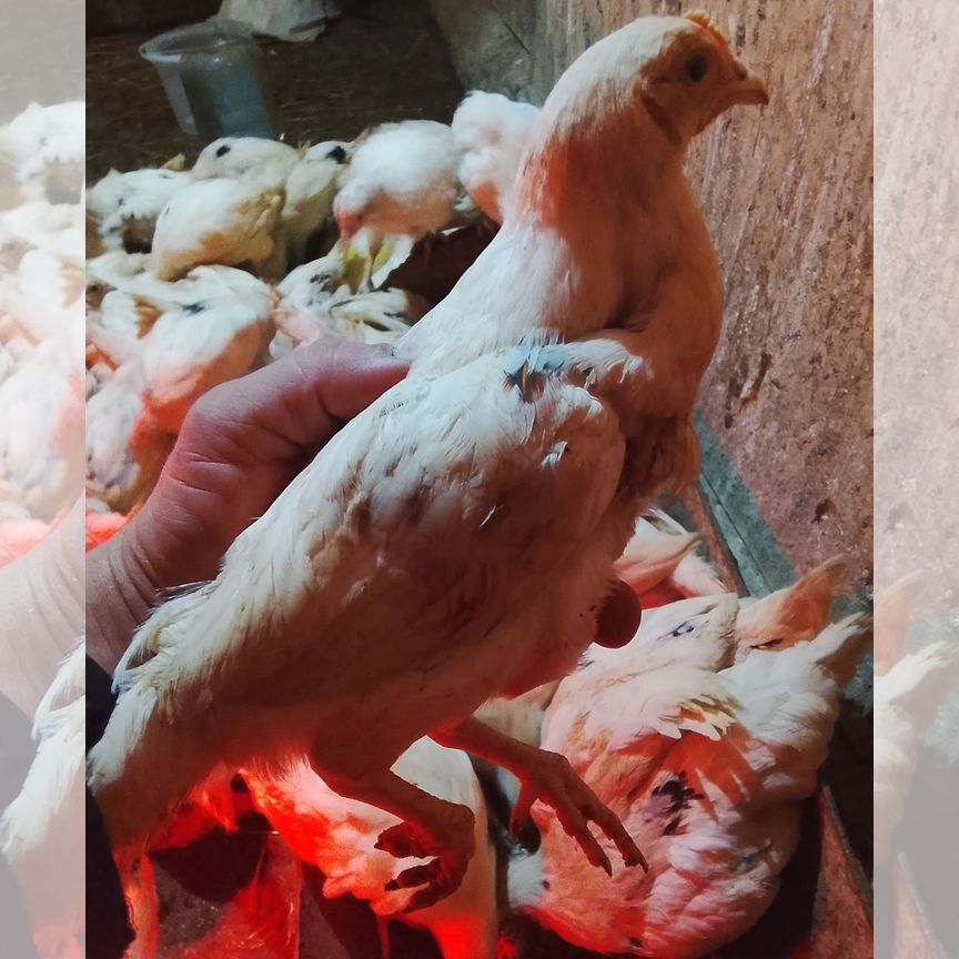 Курочки подрощенные