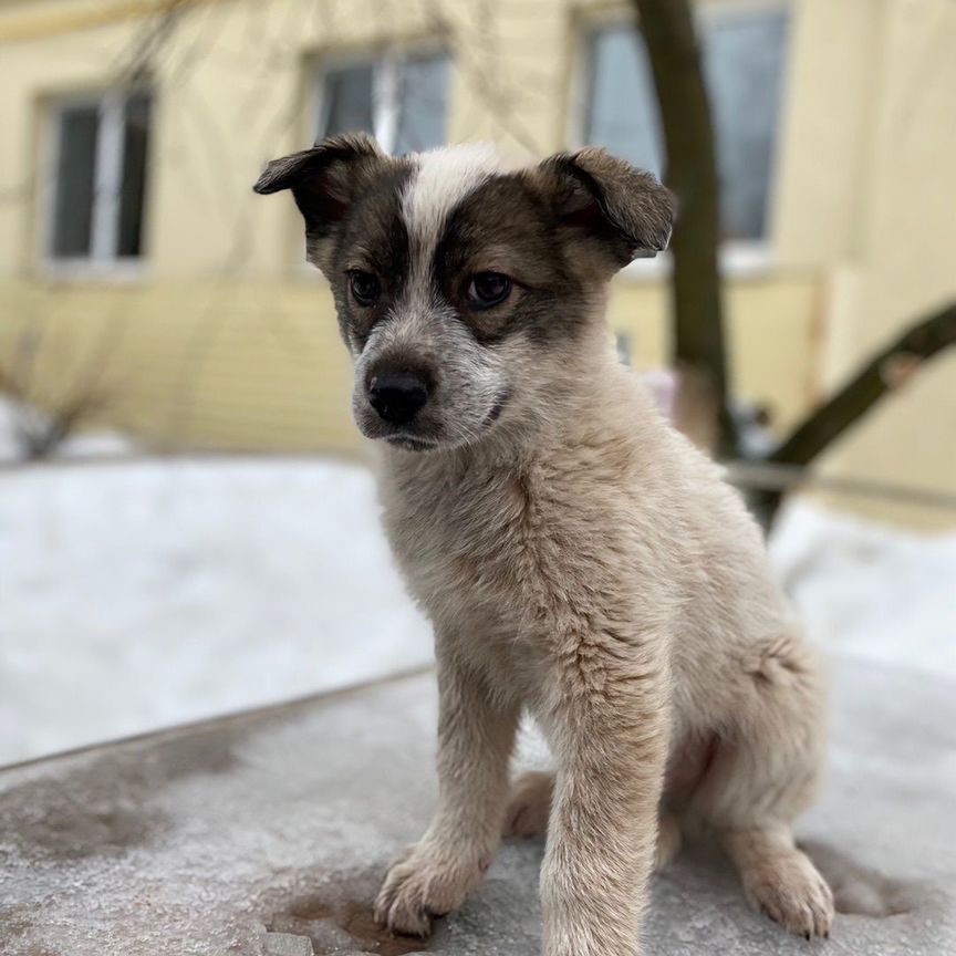 Щенок Мальчик