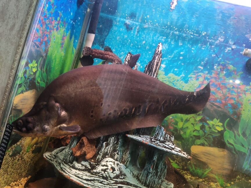 Индийский нож, астронотус, сальвини, северум