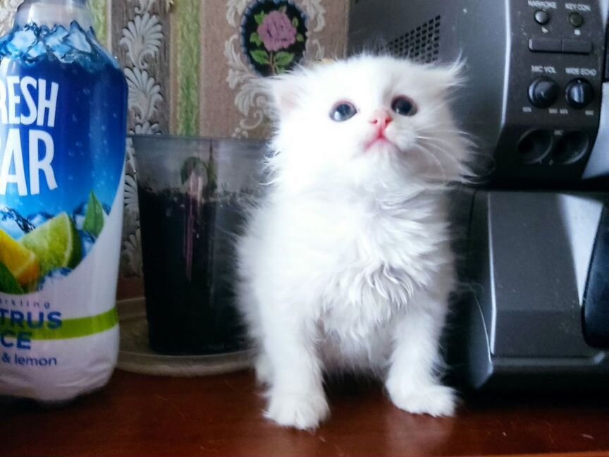 Кошечка бусинка 2 месяца