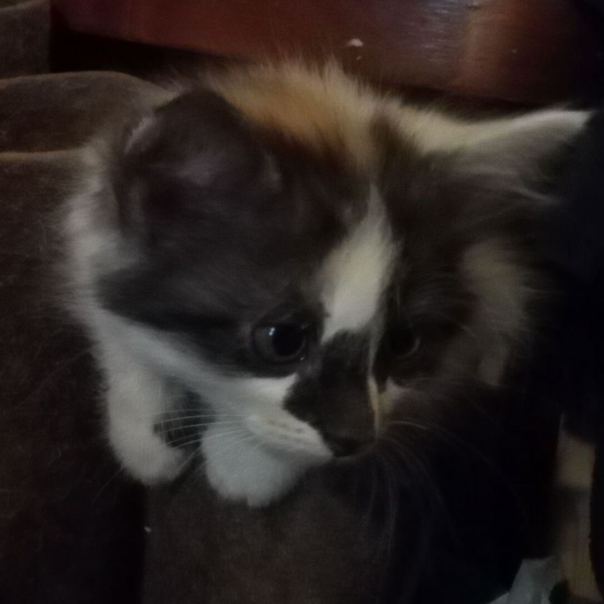 Котята 4 месяца 3х-цветные