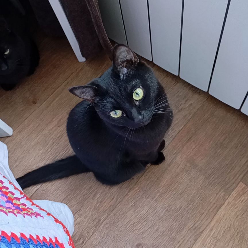 Взрослая, Девочка кошка в добрые руки