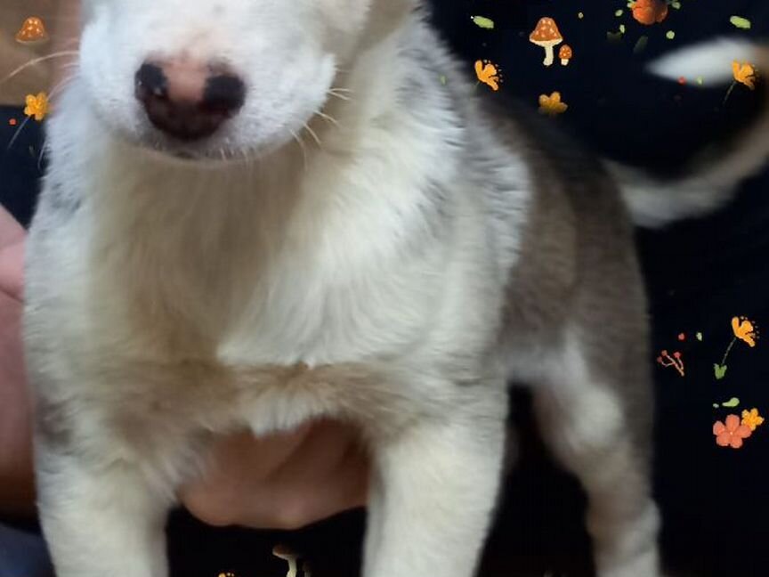 Щенок в добрые руки