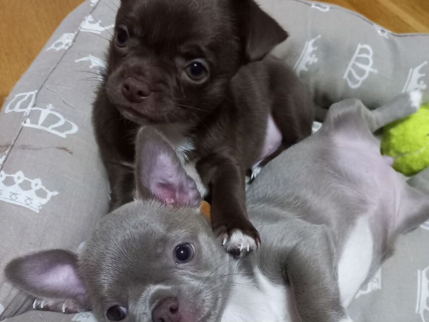 Щенки чихуахуа стандарт