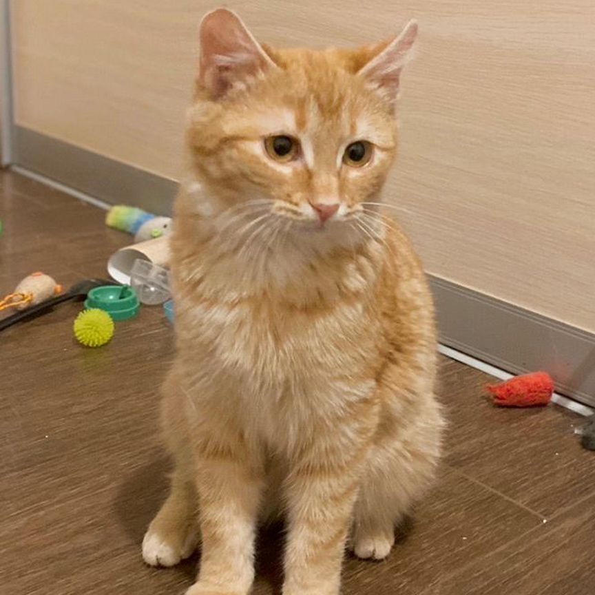 Котенок девочка в добрые руки