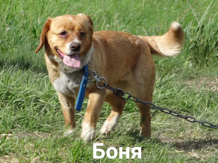 Собака в добрые руки