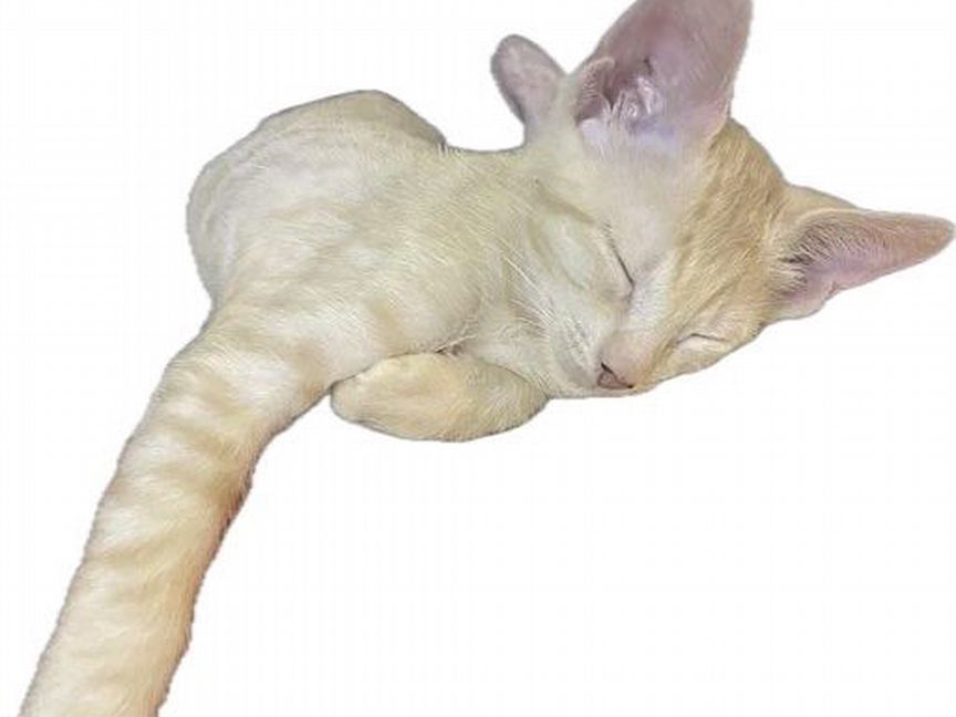 Котята сфинкс браш