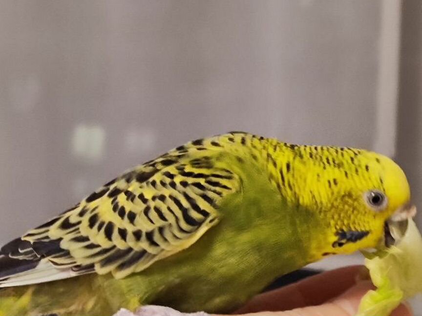 Волнистый попугай девочка
