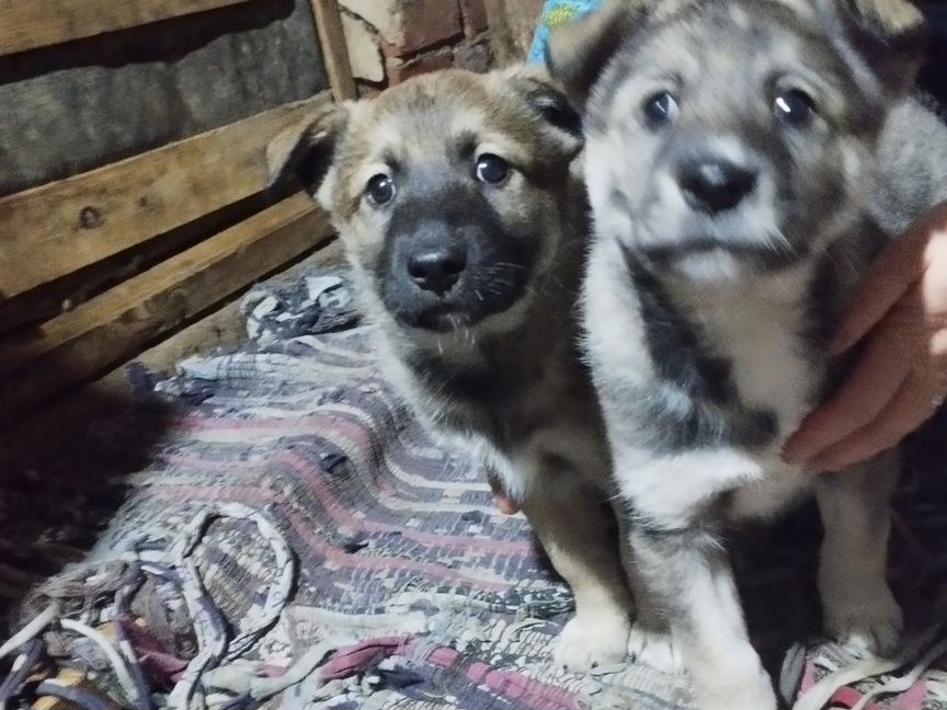 Щенки, дворянской породы, 2месяца