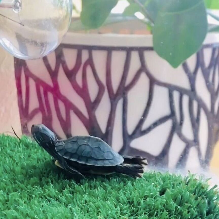 Аквариум для черепах