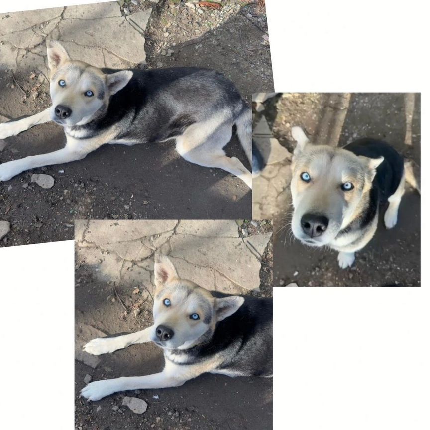 Лана ищет дом