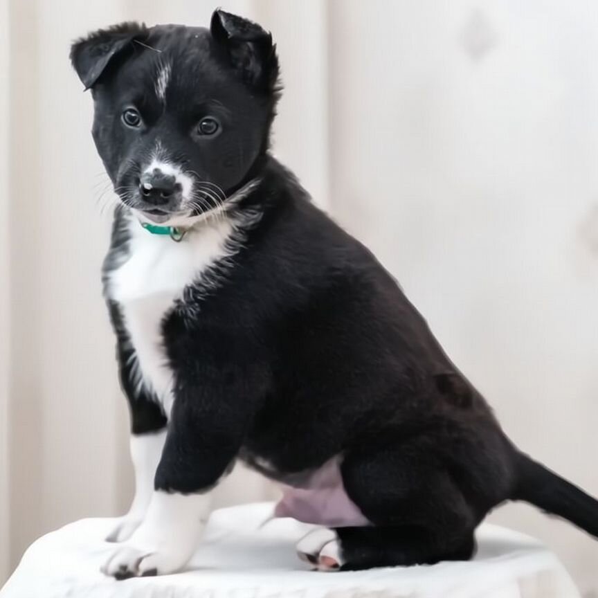 Щенок в добрые руки