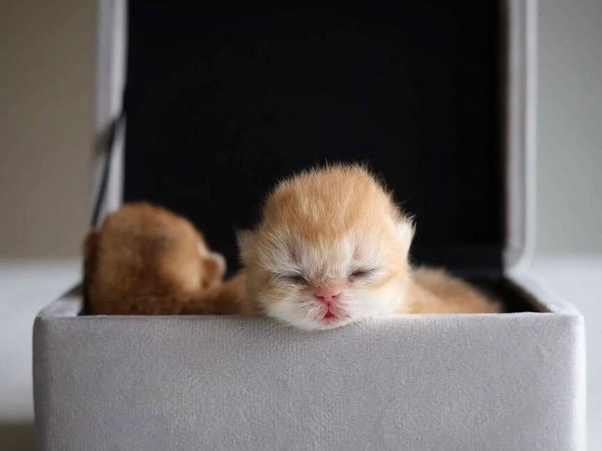 Золотая шиншилла котенок