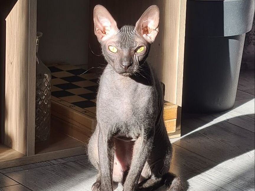 Онской Сфинкс браш в добрые руки