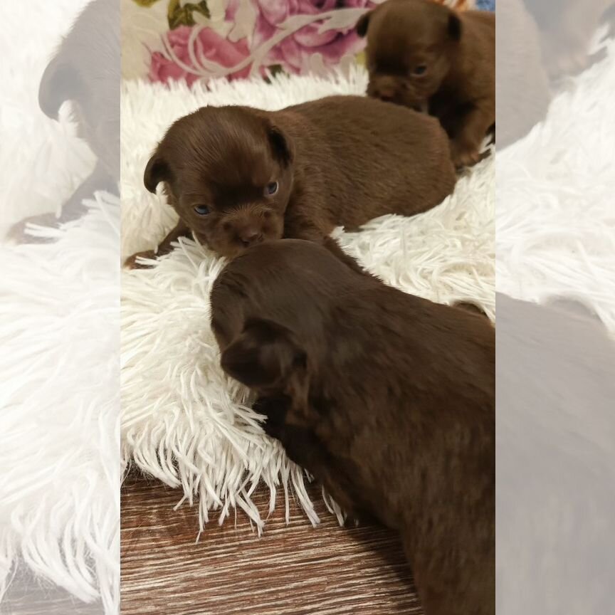 Чихуахуа щеночки