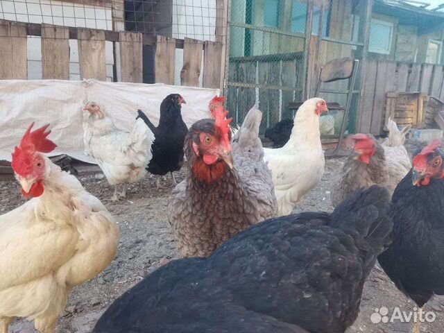 Куры несушки