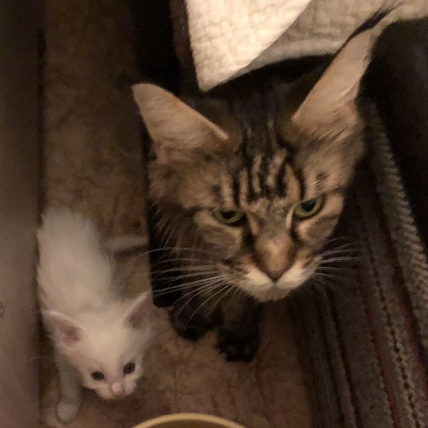 Мейн-кун котёнок