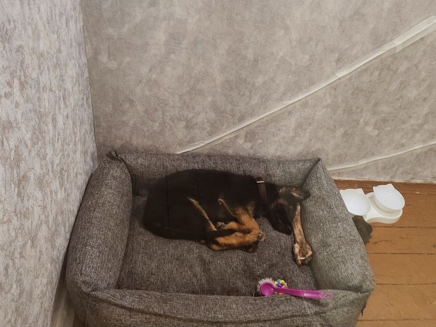 Немецкая овчарка темный чепрак