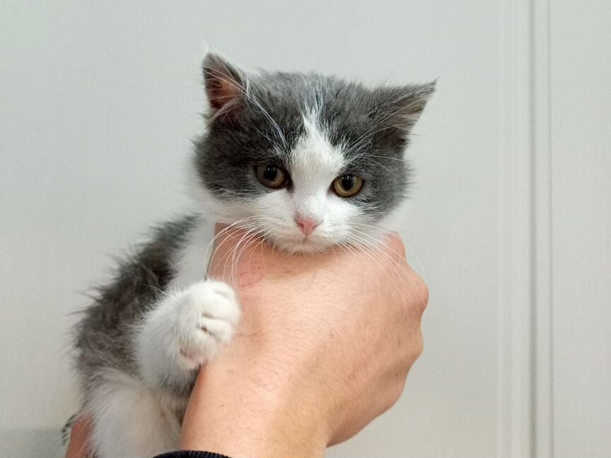 Котенок в добрые руки