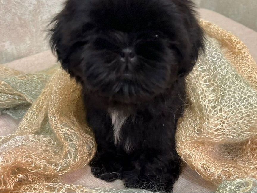 Щит цу чудо щенки в редких окрасах