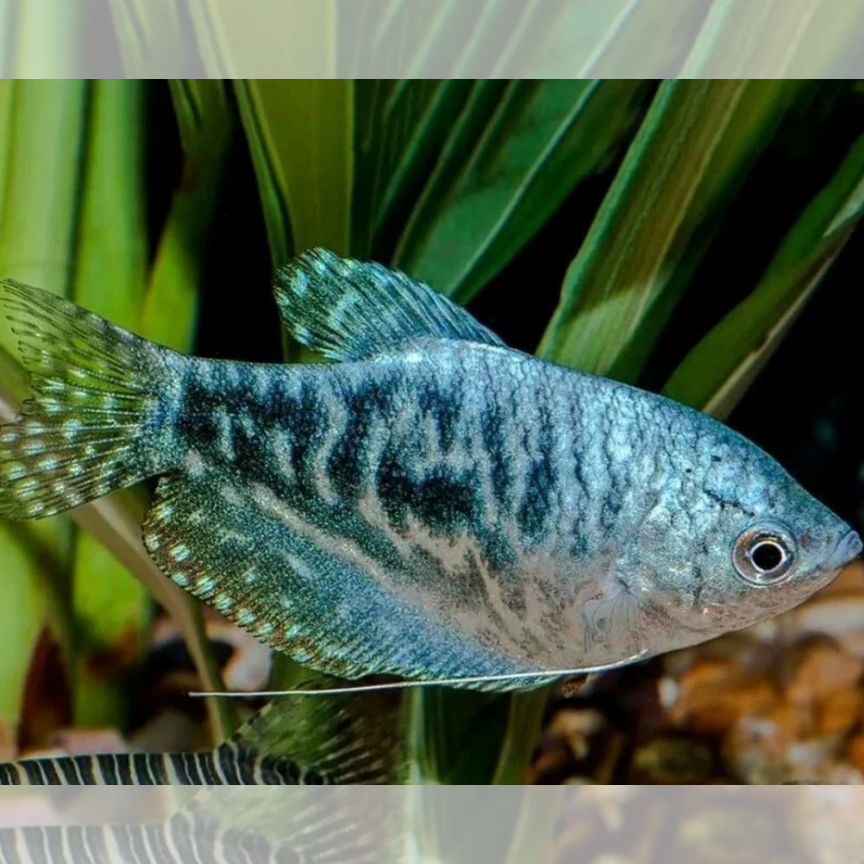 Гурами Мраморный