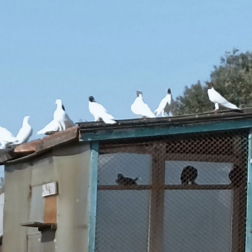 Продажа голубей