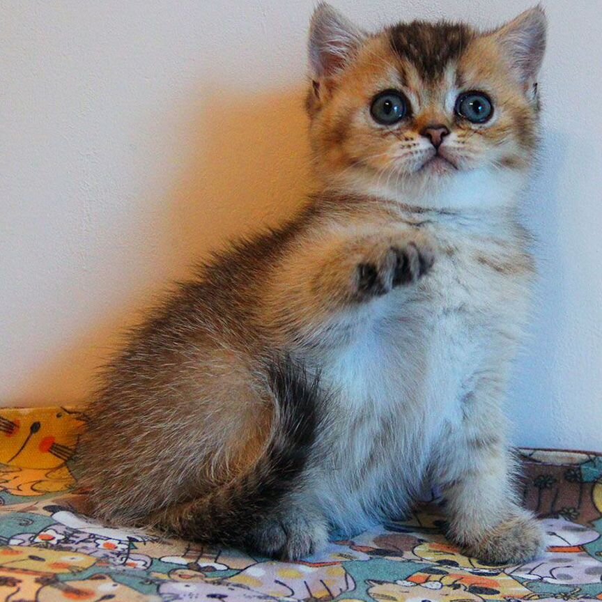 Барби - черная тикированная кошечка