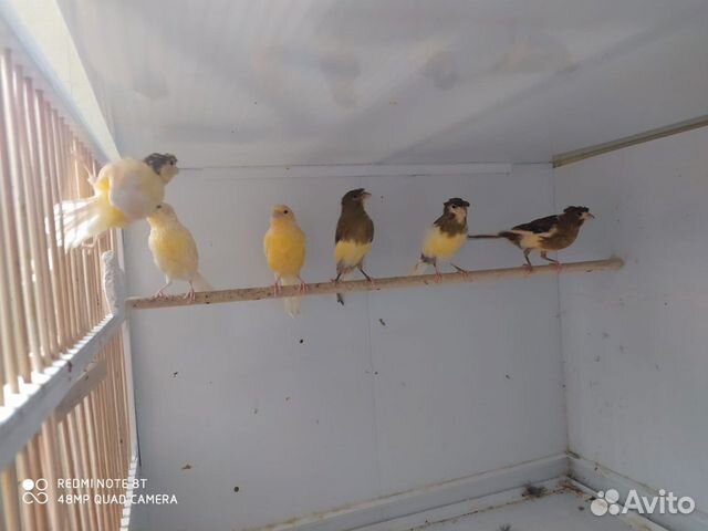 Продам канареек