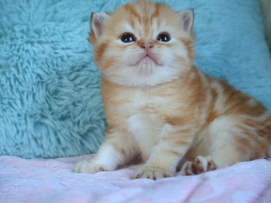 Британские котята золотая шиншилла
