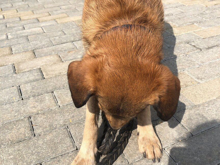 Собака в добрые руки отдам бесплатно