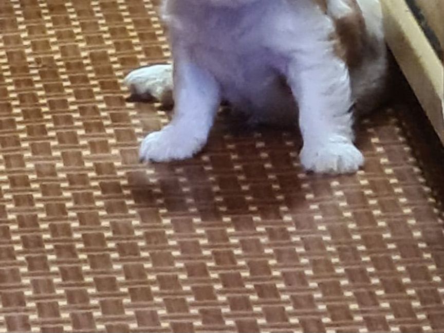 Девочка кавалер кинг чарльз