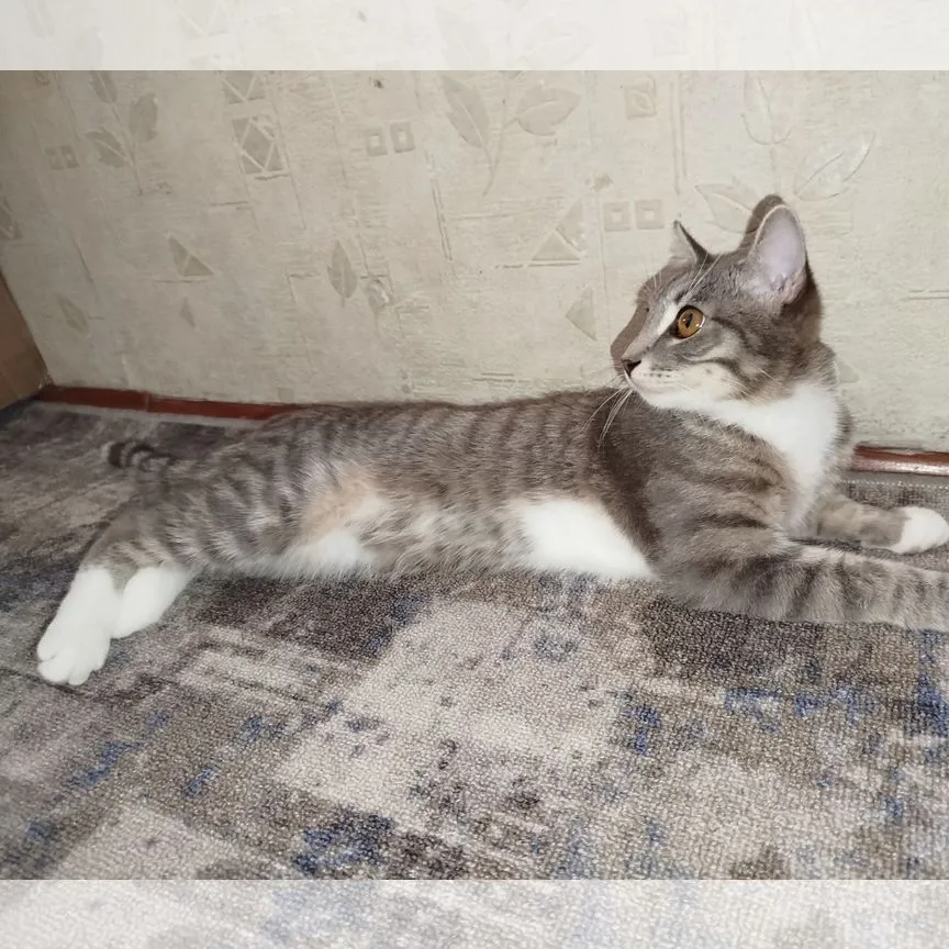 Котик в добрые руки