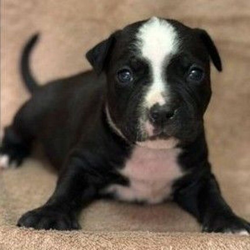 Американский стаффордширский терьер