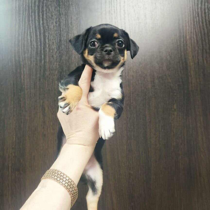 Щенок чихуахуа к/ш мальчик