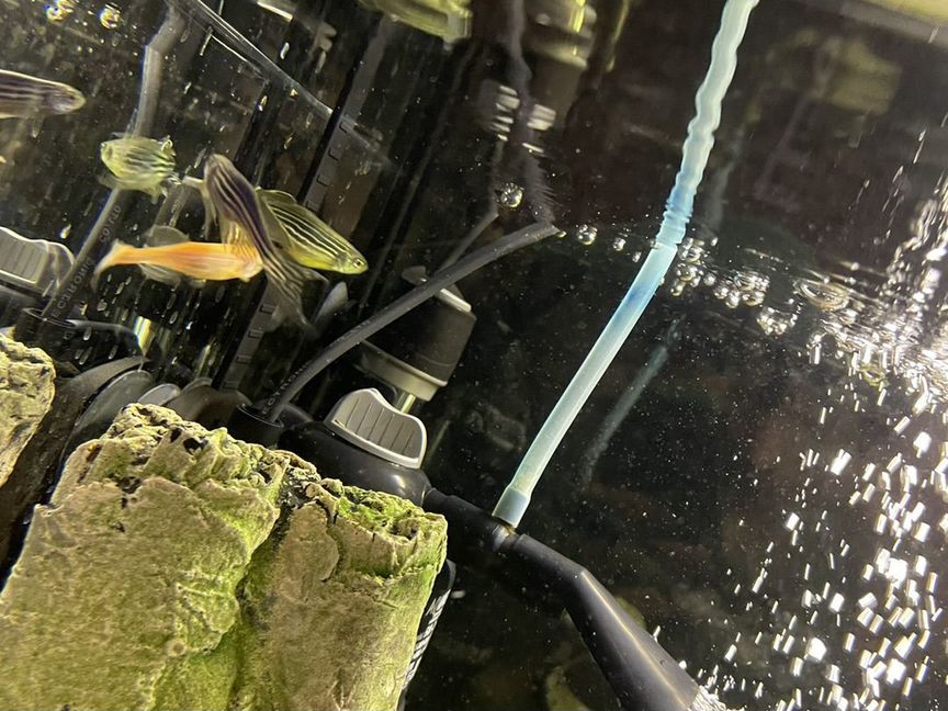 Рыбки данио