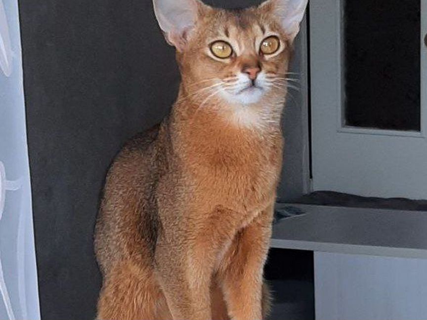 Молодая кошечка абиссинка