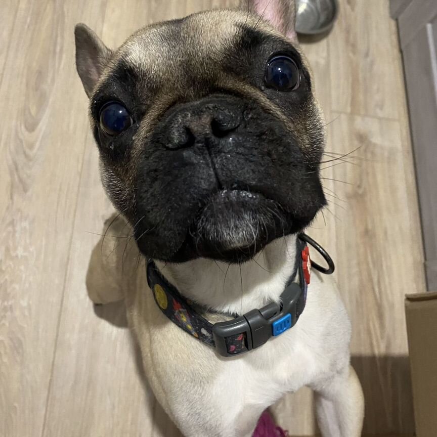 Французский бульдог