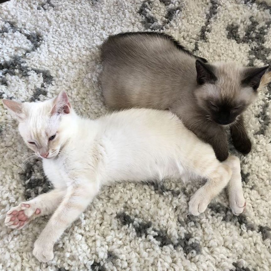 Котёнок от частного владельца