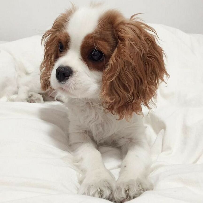 Кавалер кинг-чарльз-спаниель, щенок