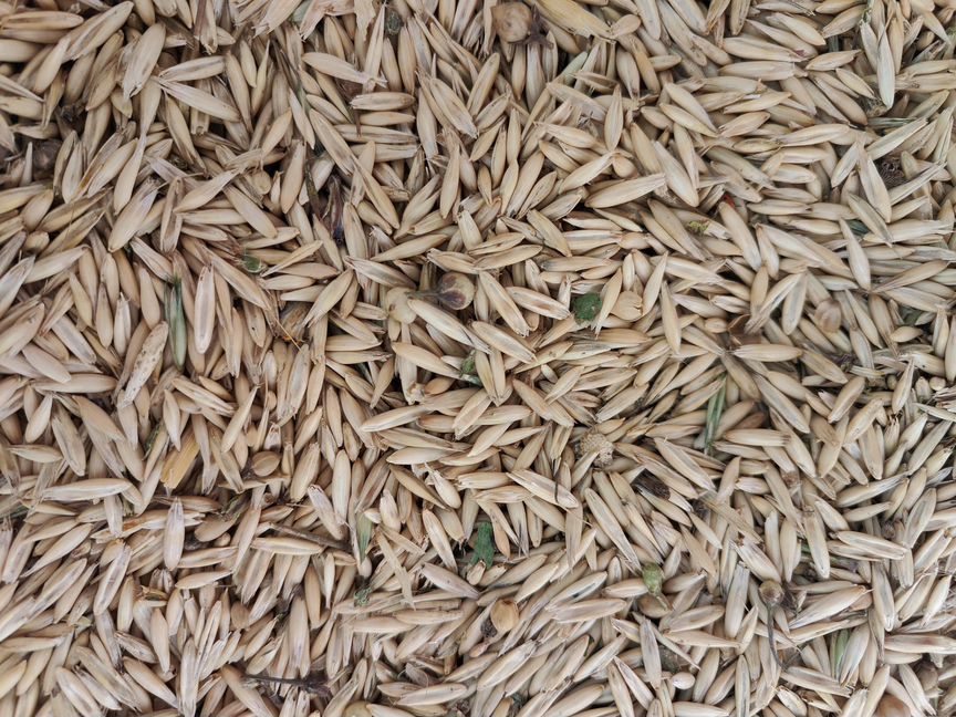 Овёс Ячмень Зерно